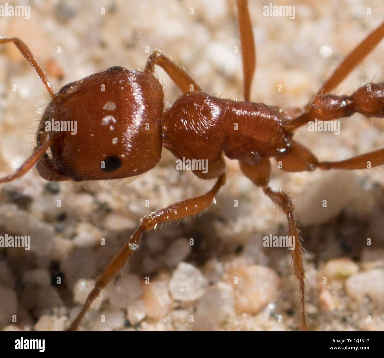 California Harvester Ant (Pogonomyrmex californicus) Insecta Stock ...