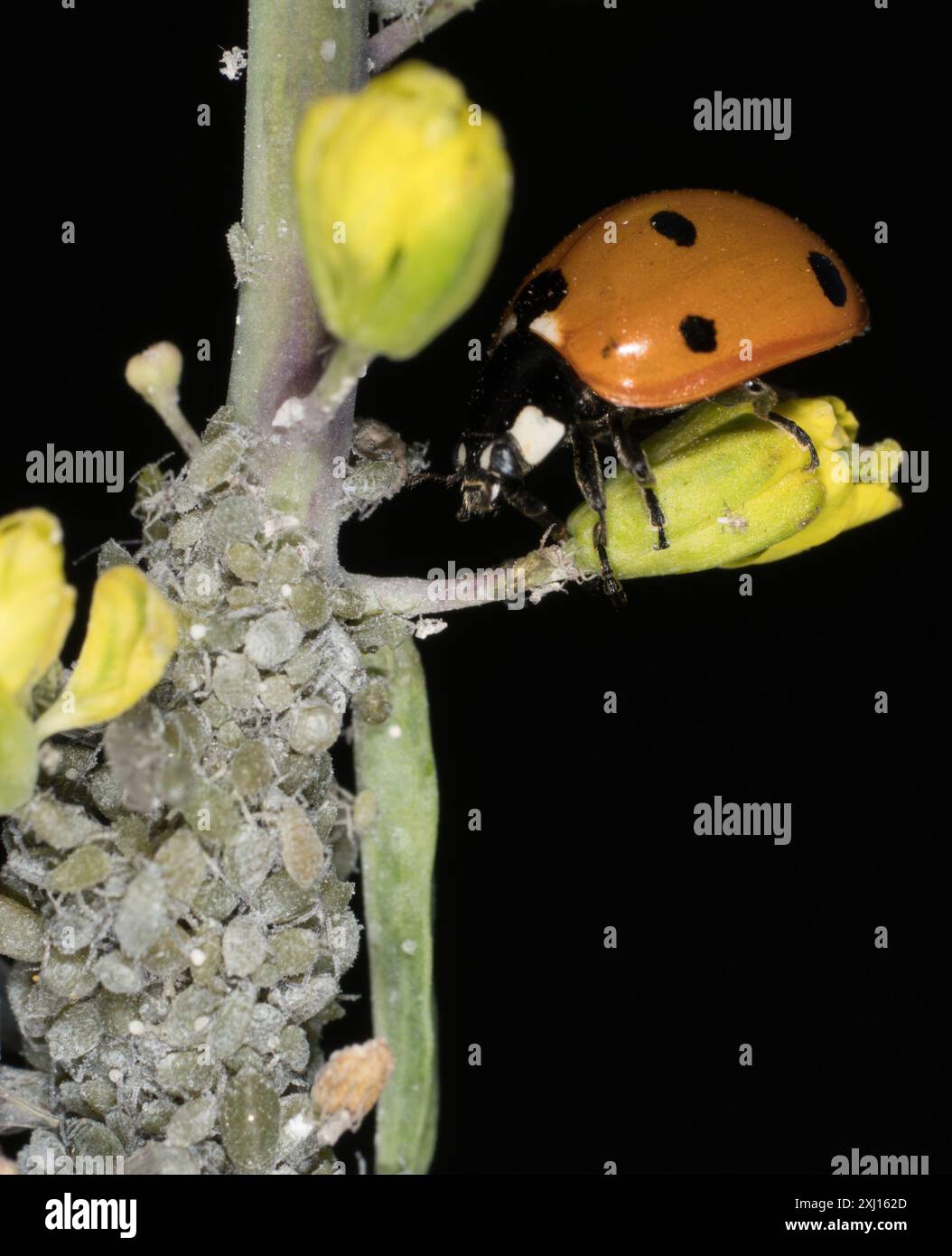 Cabbage Aphid (Brevicoryne brassicae) Insecta Stock Photo - Alamy