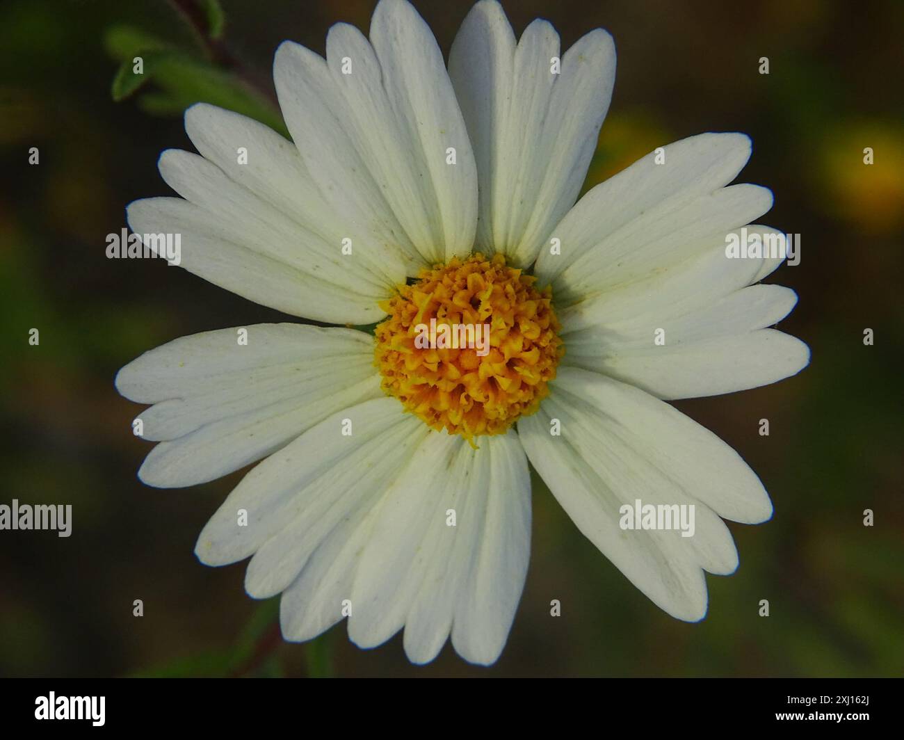 (Layia pentachaeta albida) Plantae Stock Photo - Alamy