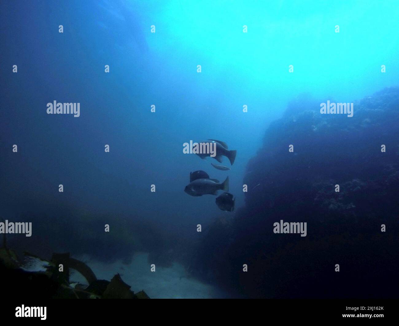 Opaleye (Girella nigricans) Actinopterygii Stock Photo - Alamy