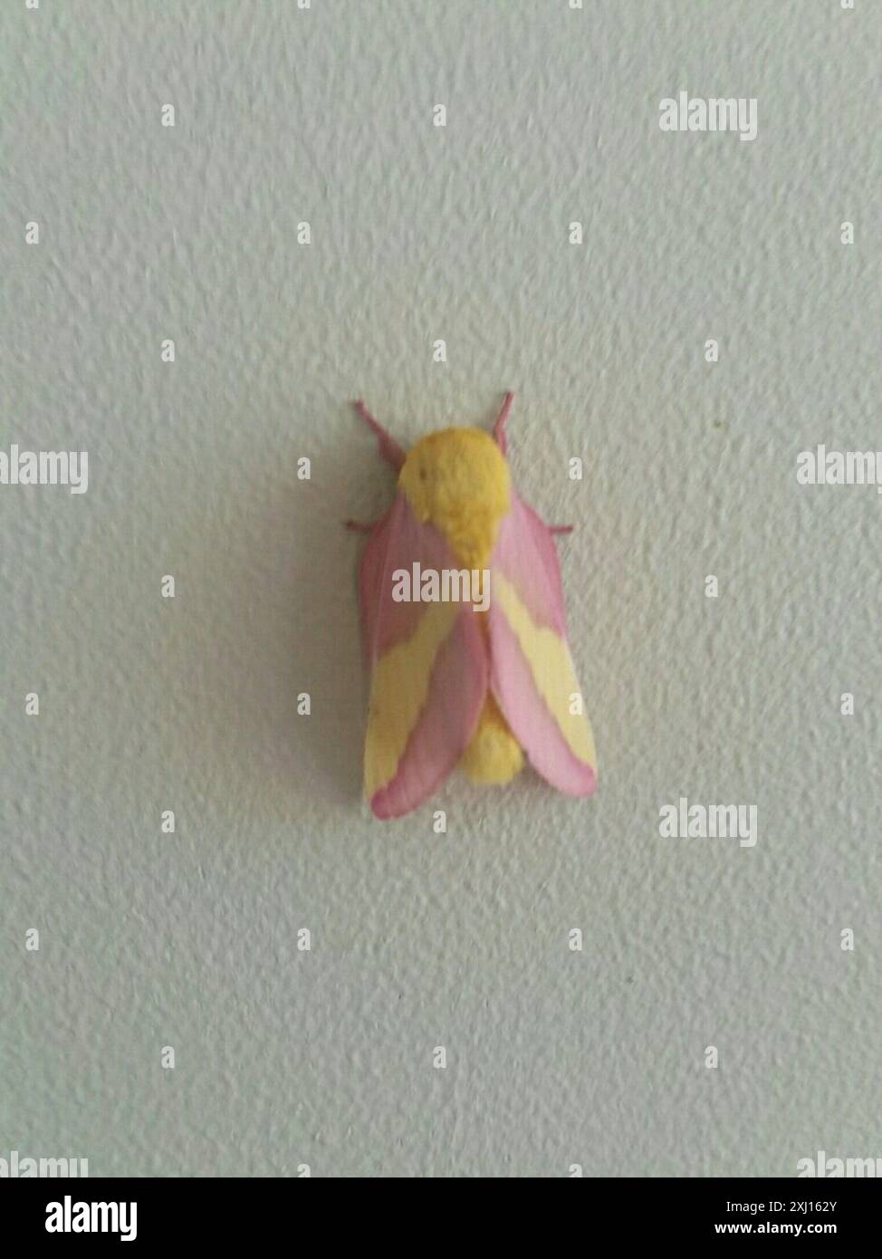 Rosy Maple Moth (Dryocampa rubicunda) Insecta Stock Photo - Alamy