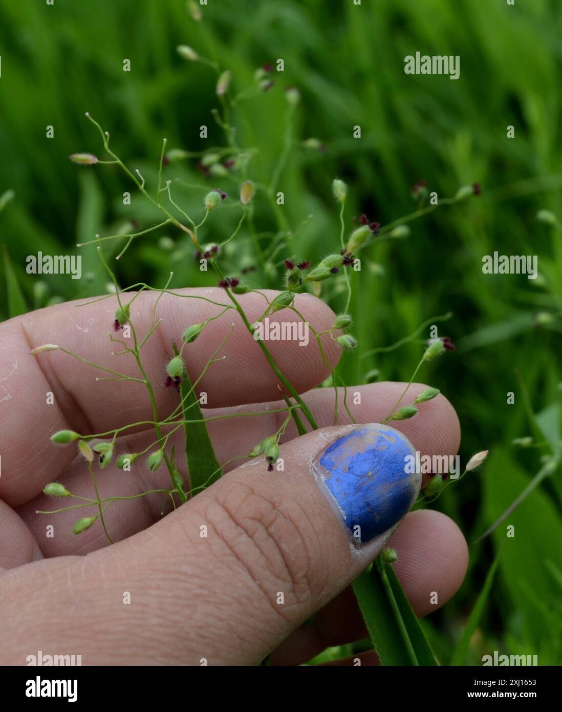 Scribner's Panicgrass (Dichanthelium scribnerianum) Plantae Stock Photo ...