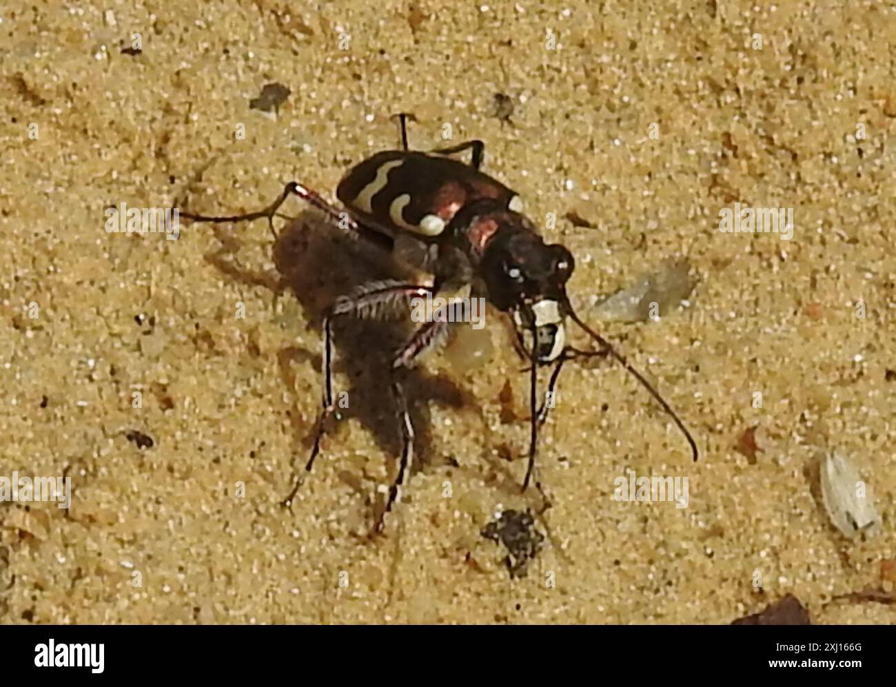 Northern Dune Tiger Beetle (Cicindela hybrida) Insecta Stock Photo - Alamy