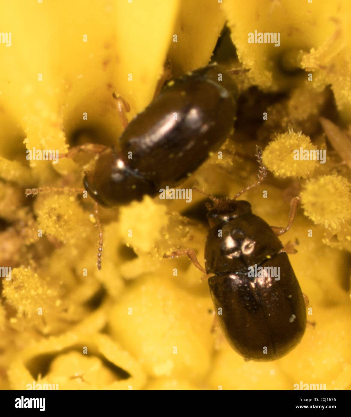 Bronze Leaf Beetle (Diachus auratus) Insecta Stock Photo - Alamy