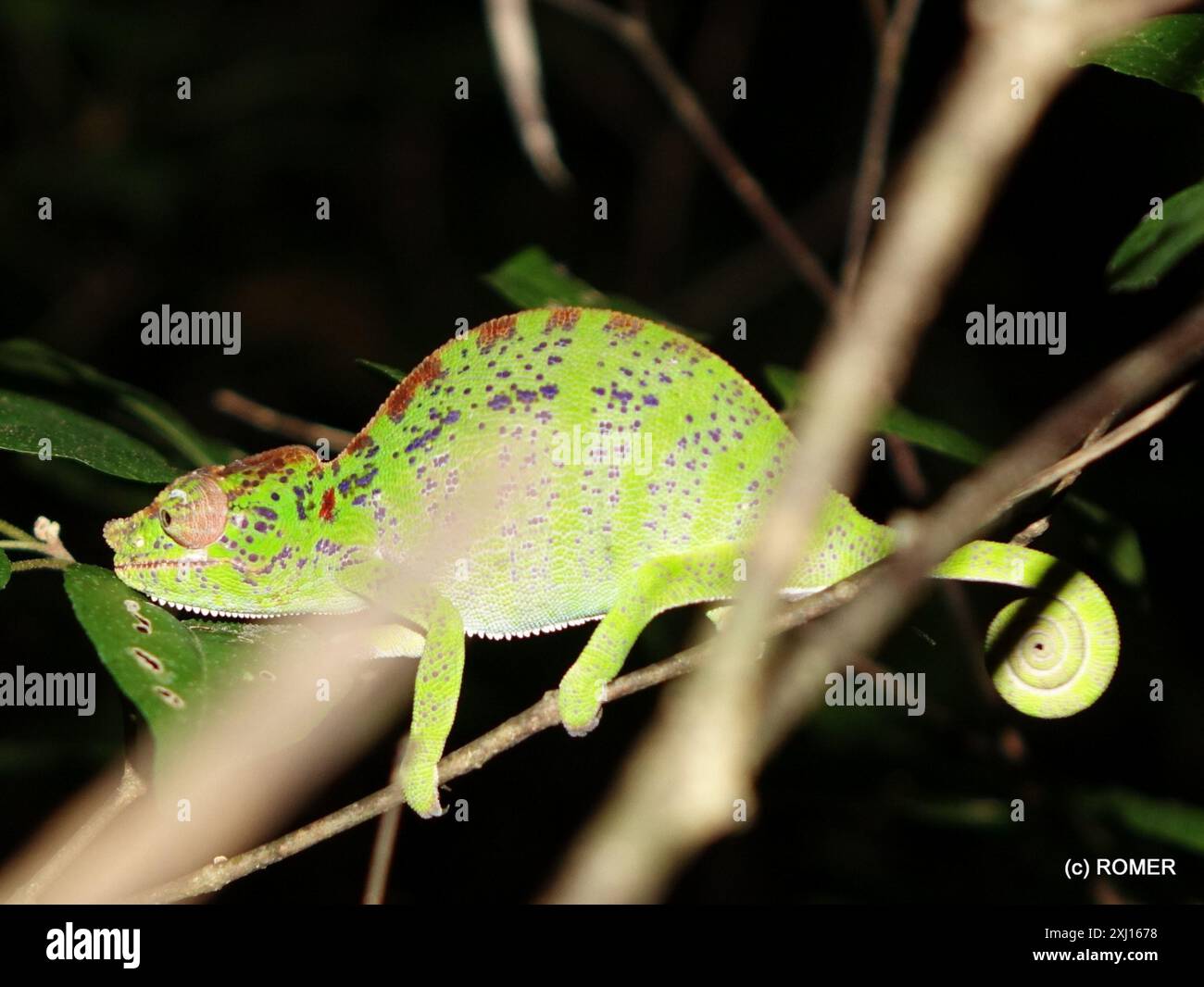 Labord’s chameleon hi-res stock photography and images - Alamy