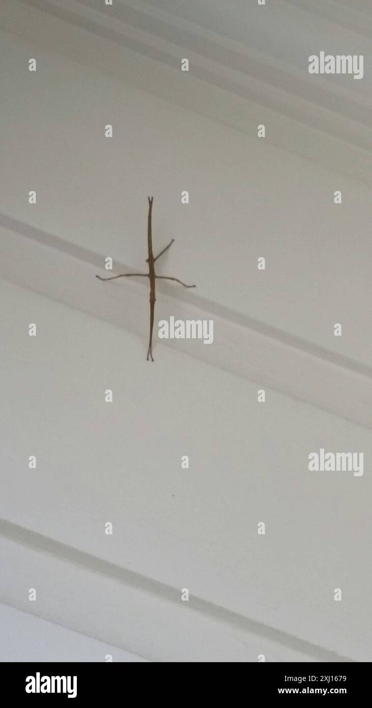 Smooth Stick Insect (Clitarchus hookeri) Insecta Stock Photo - Alamy