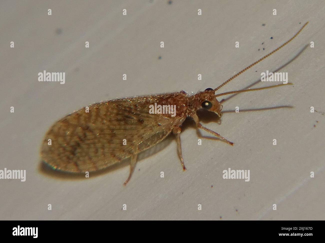 Micromus hi-res stock photography and images - Alamy