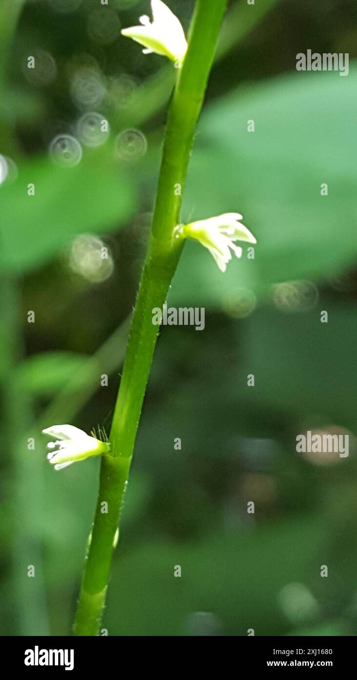 American jumpseed (Persicaria virginiana) Plantae Stock Photo - Alamy