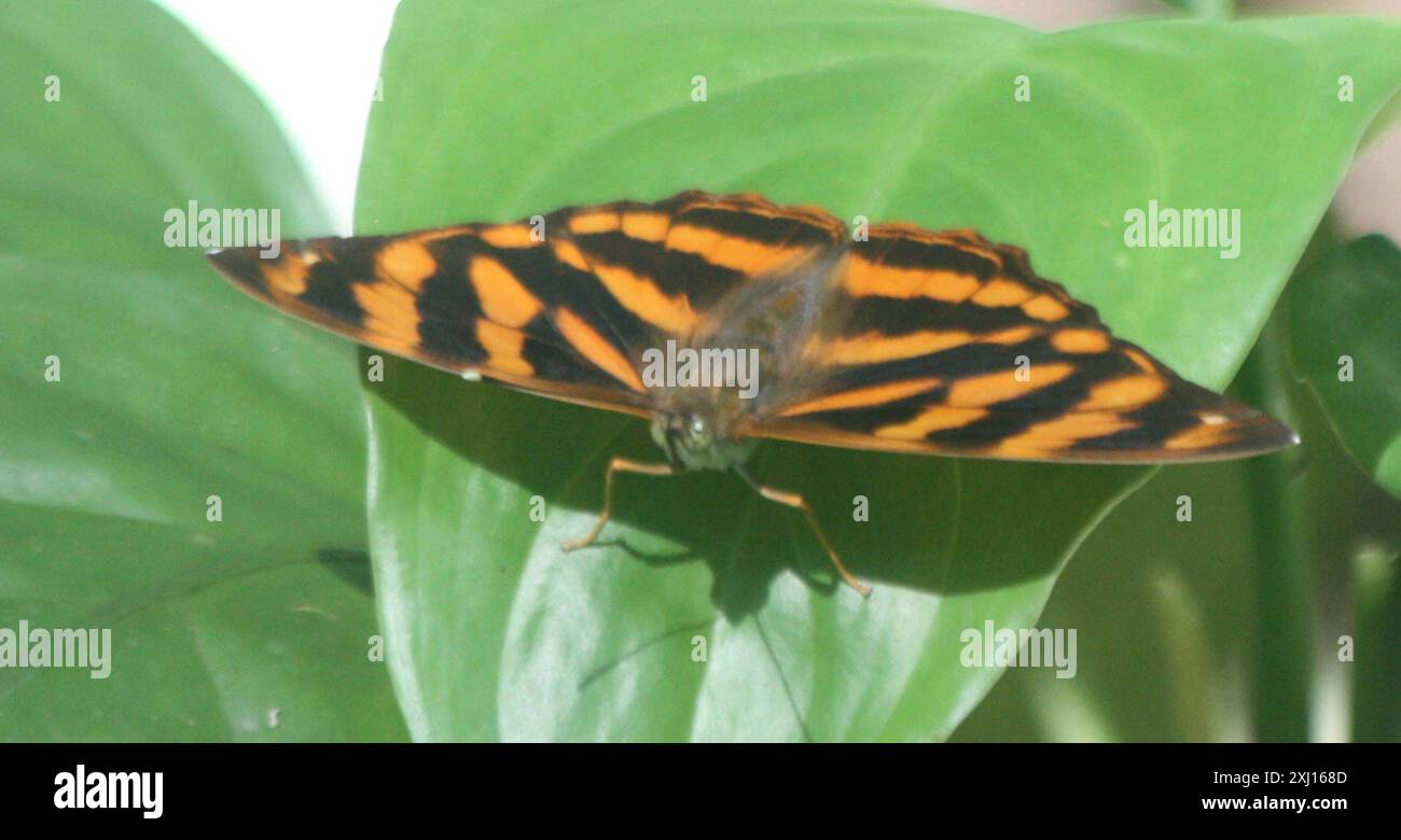 Marathus hi-res stock photography and images - Alamy