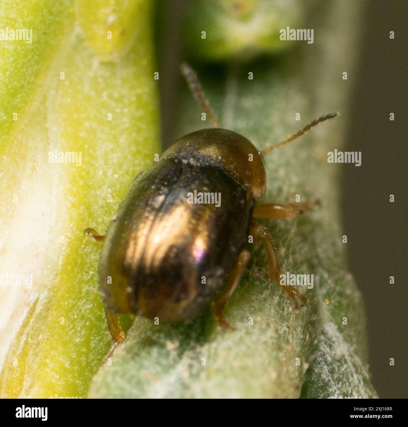 Bronze Leaf Beetle (Diachus auratus) Insecta Stock Photo - Alamy