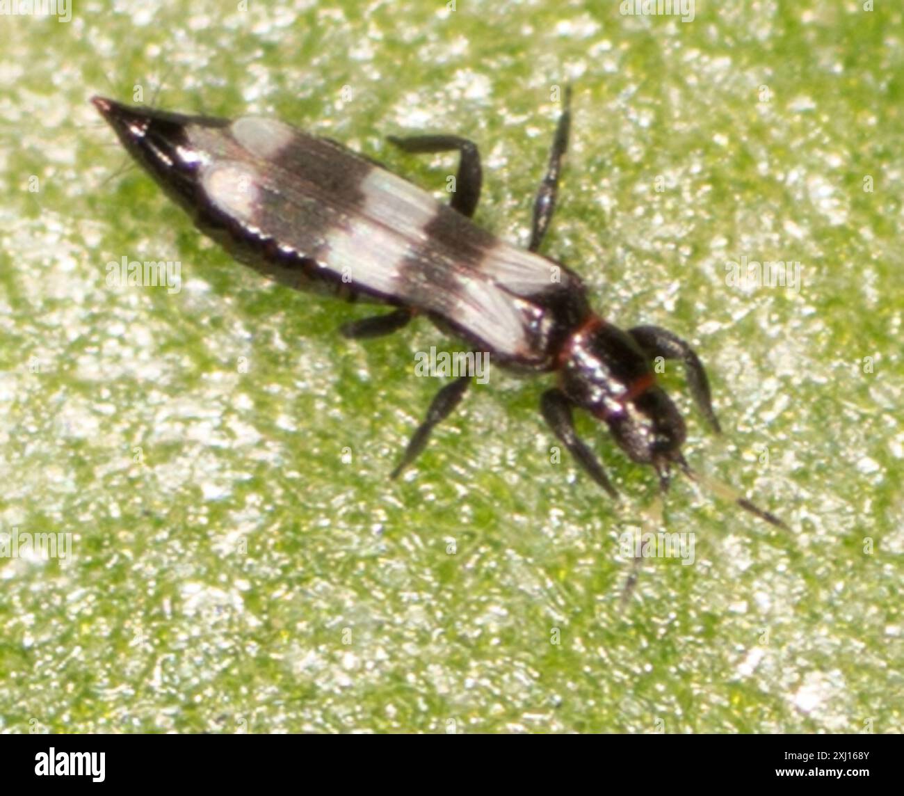 Banded Thrips (Aeolothrips fasciatus) Insecta Stock Photo - Alamy