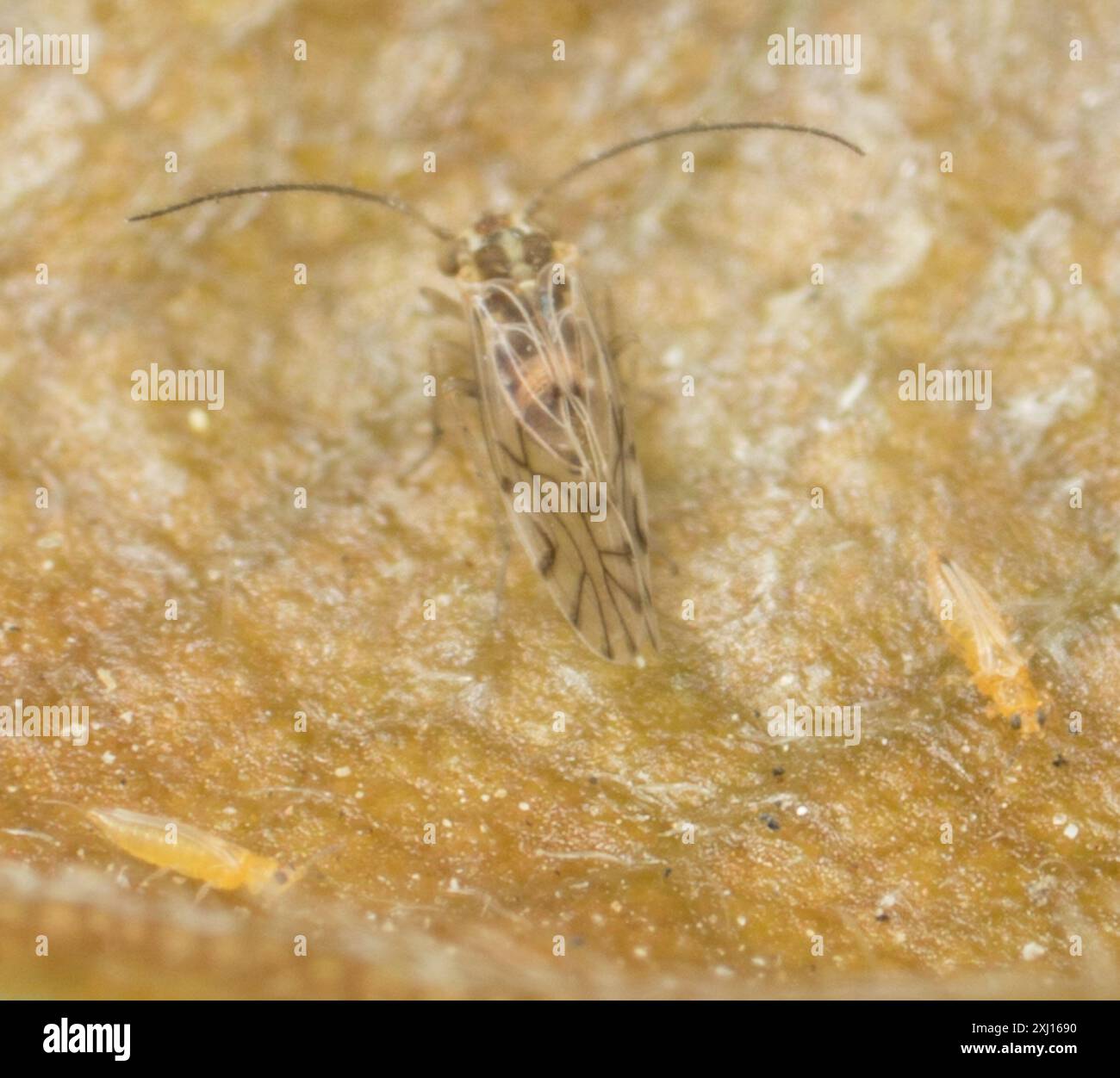Barklice, Booklice, and Parasitic Lice (Psocodea) Insecta Stock Photo ...