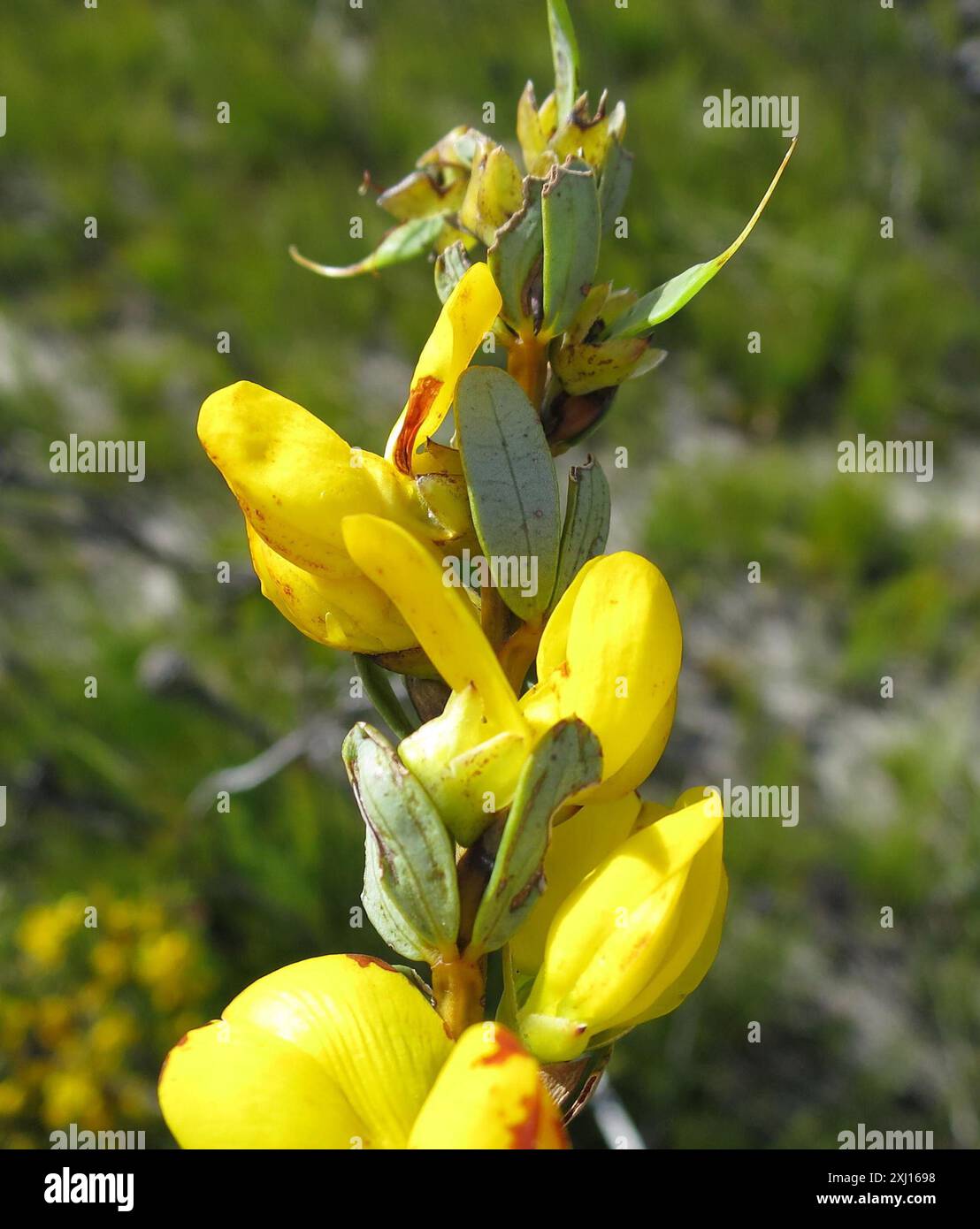 Mountain Honeybush (Cyclopia intermedia) Plantae Stock Photo - Alamy