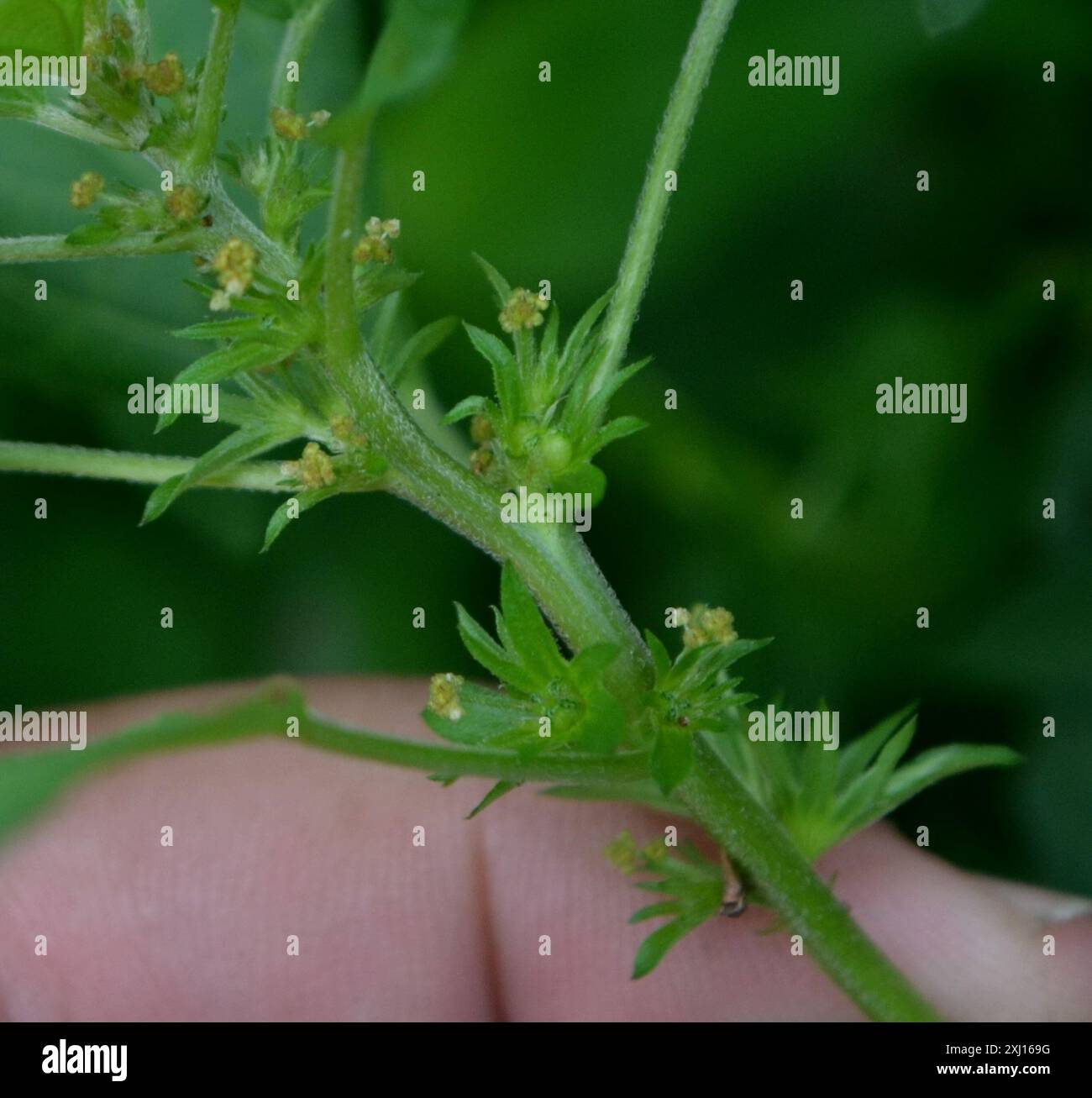 common copperleaf (Acalypha rhomboidea) Plantae Stock Photo - Alamy