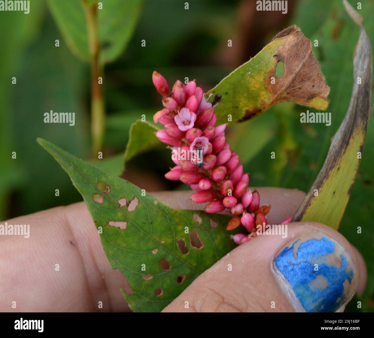 longroot smartweed (Persicaria amphibia emersa) Plantae Stock Photo - Alamy