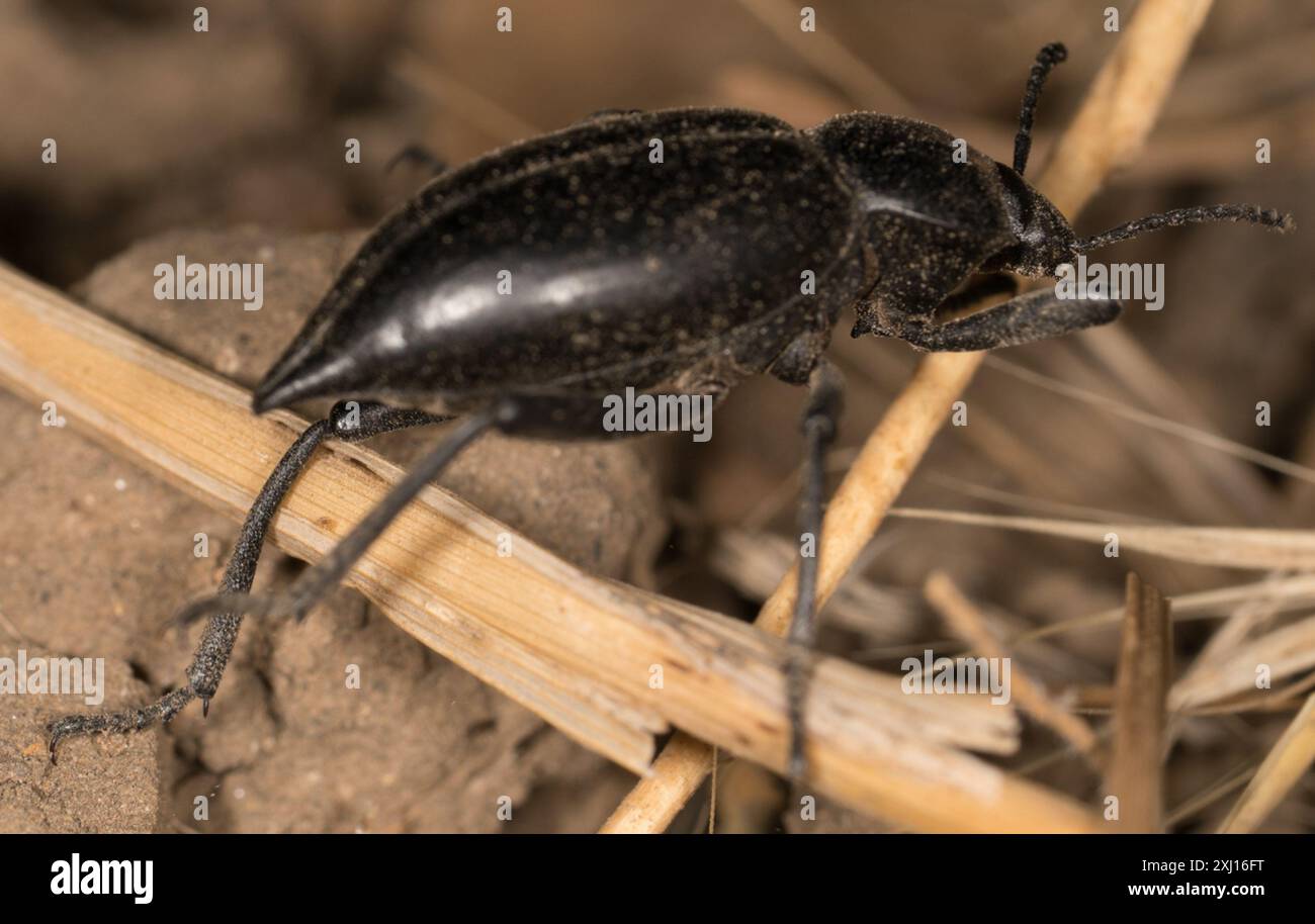 (Eleodes acuticauda) Insecta Stock Photo - Alamy