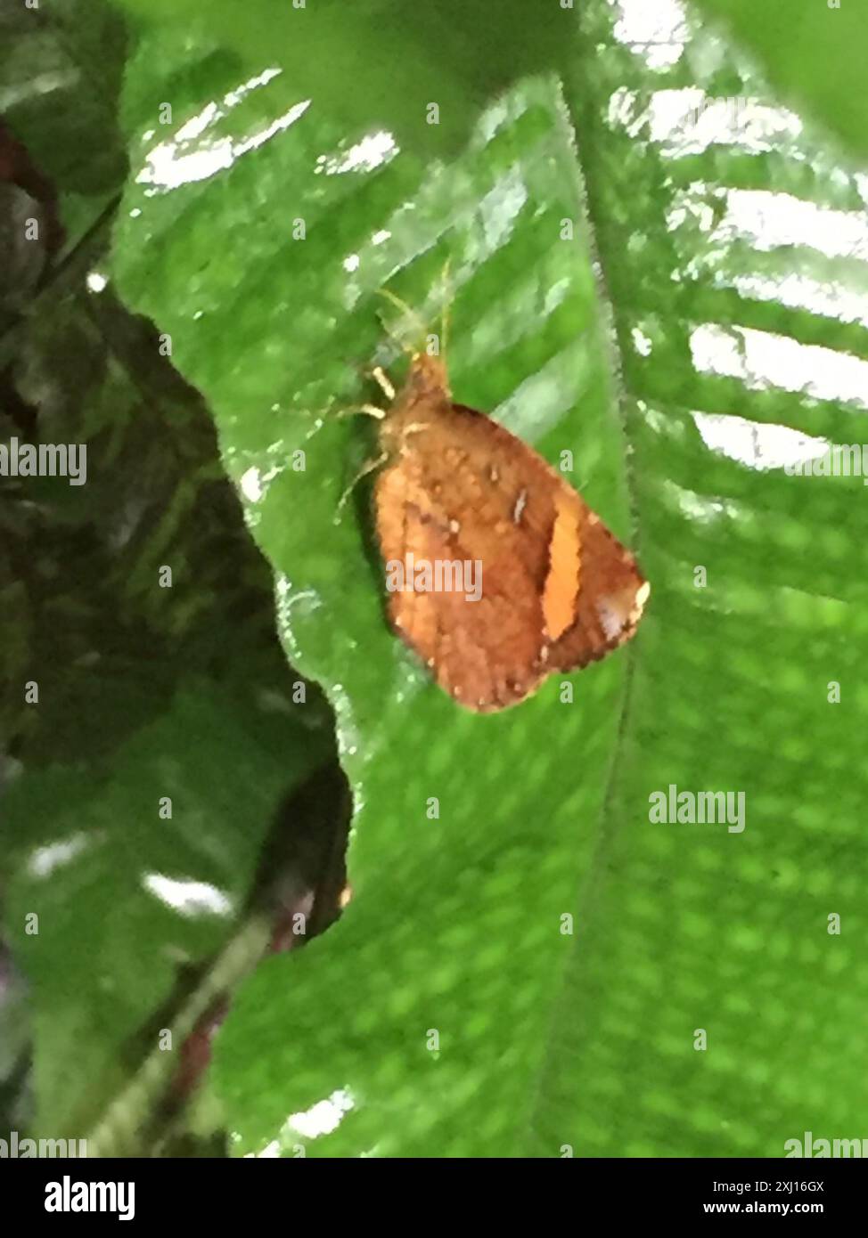 Callidulidae hi-res stock photography and images - Alamy