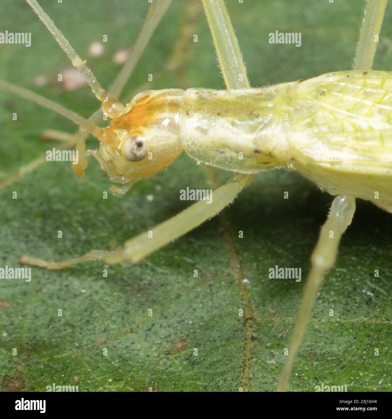 Common Tree Crickets (Oecanthus) Insecta Stock Photo - Alamy