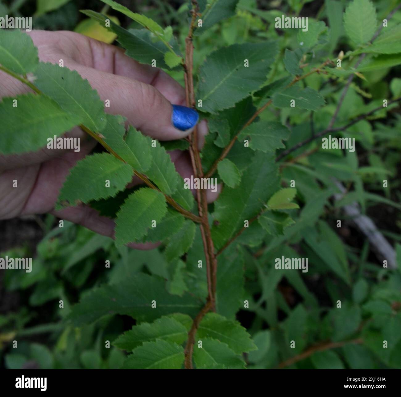Winged Elm (Ulmus alata) Plantae Stock Photo - Alamy