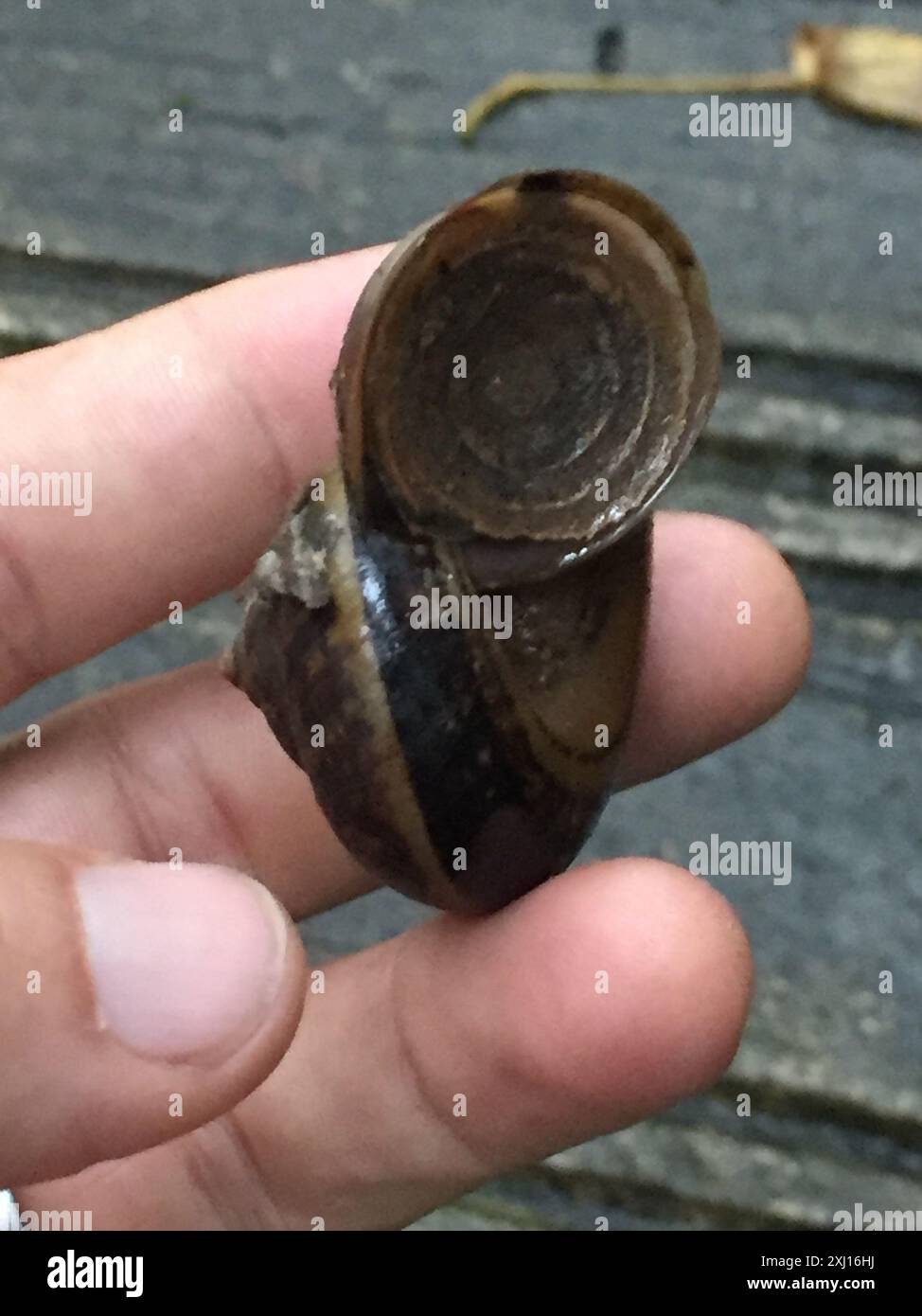 (Cyclophorus ateribalteiformis) Mollusca Stock Photo - Alamy