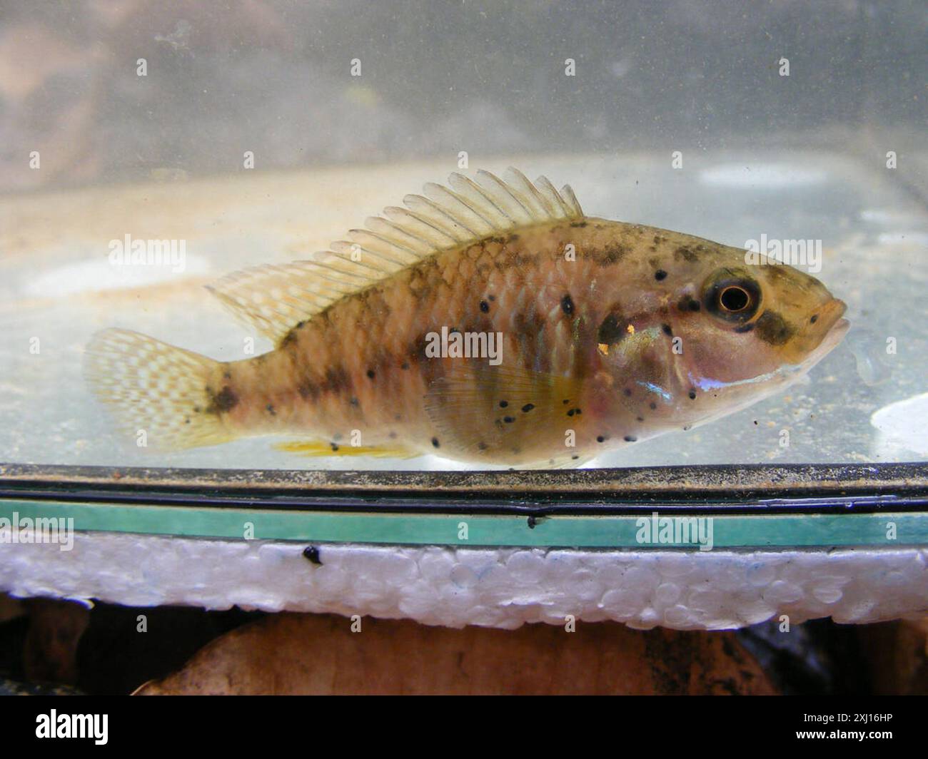 Southern Mouthbrooder (Pseudocrenilabrus philander) Actinopterygii ...