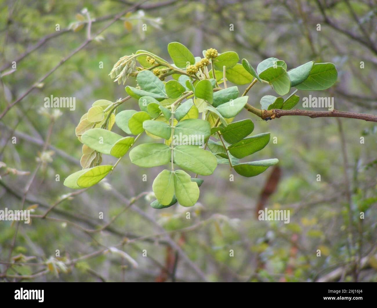 poison-pod false-thorn (Albizia versicolor) Plantae Stock Photo - Alamy