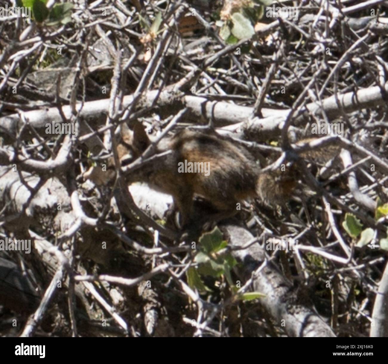 Merriam's chipmunk hi-res stock photography and images - Alamy