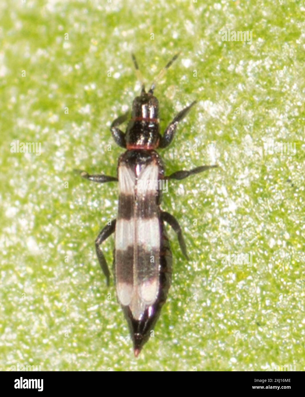 Banded Thrips (Aeolothrips fasciatus) Insecta Stock Photo - Alamy
