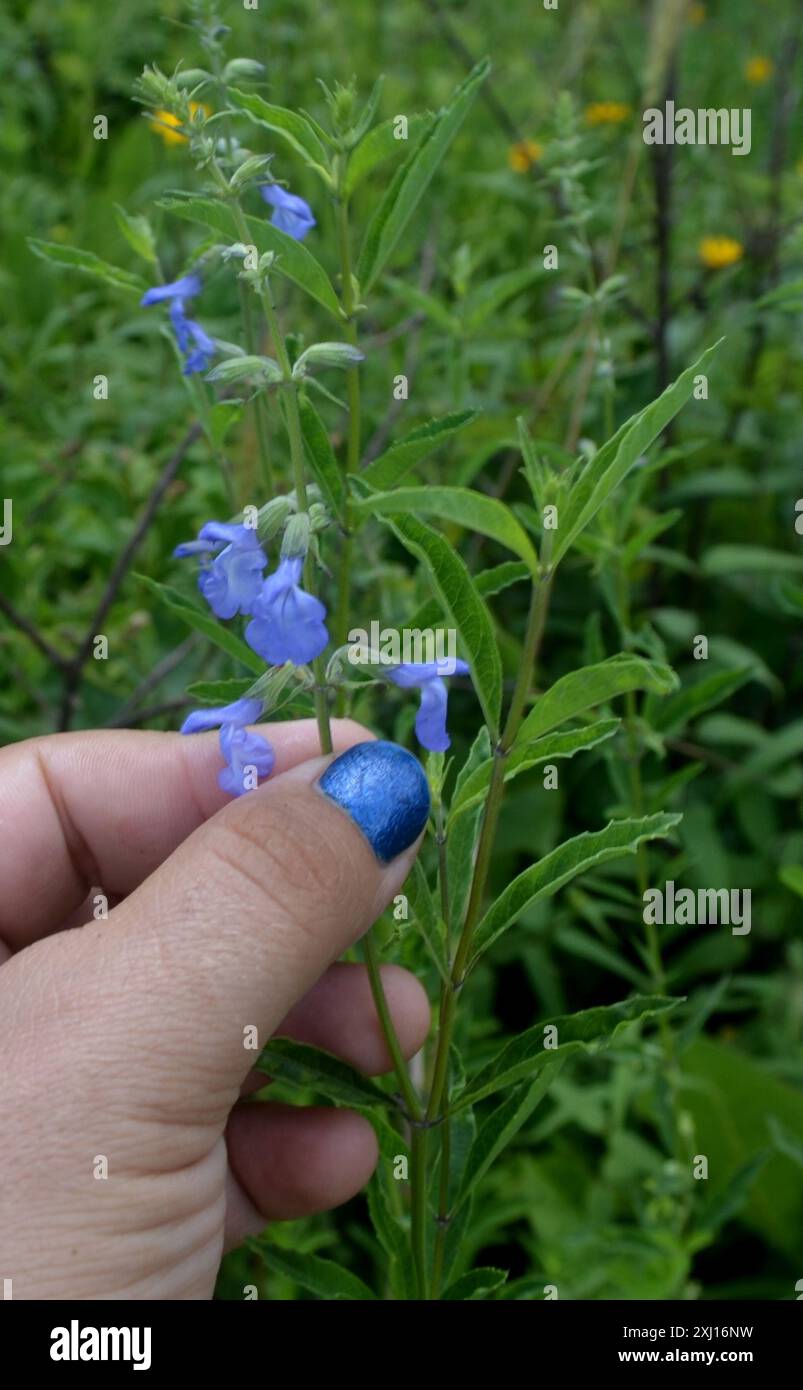 giant blue sage (Salvia azurea) Plantae Stock Photo - Alamy