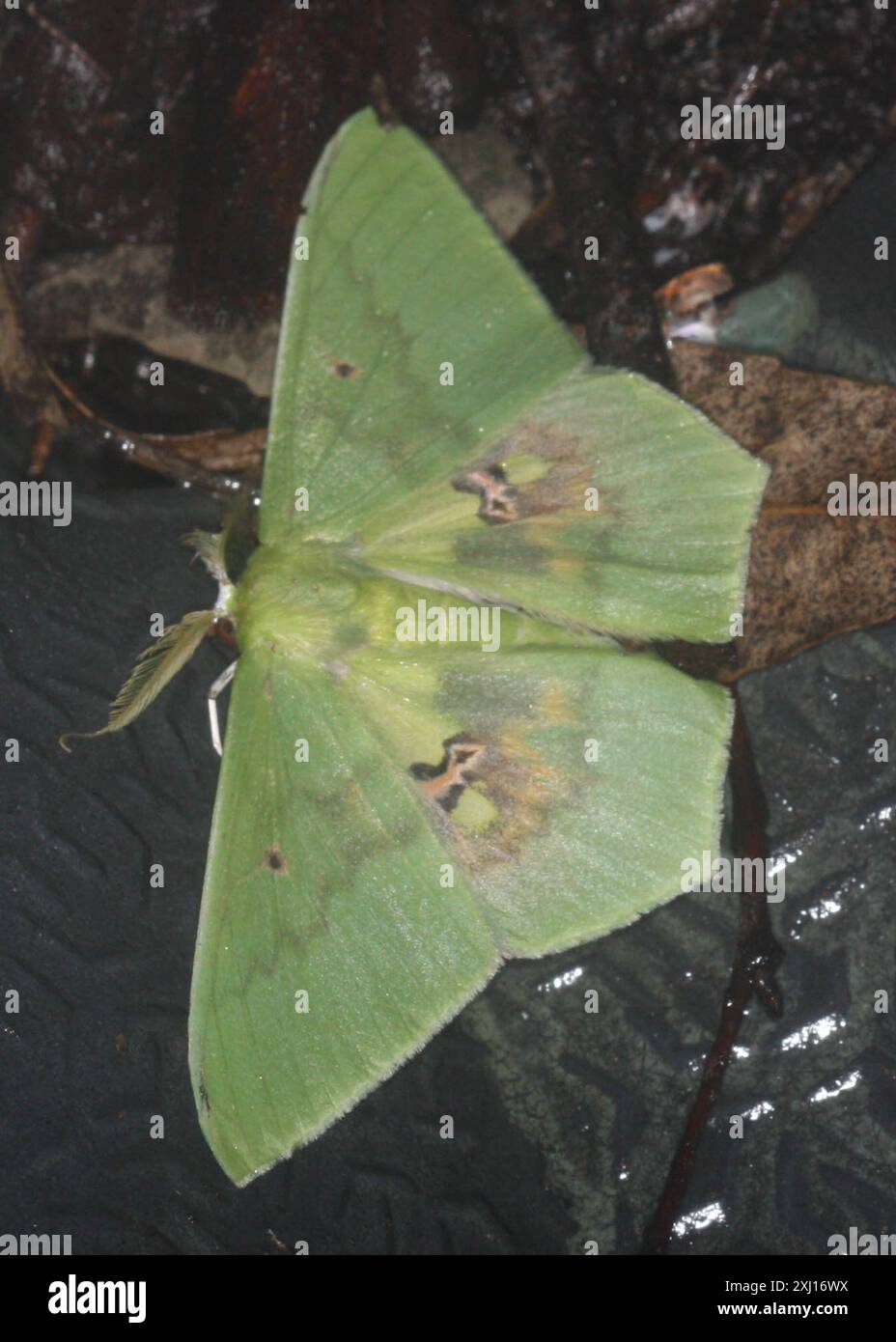 Geometer Moths (Geometridae) Insecta Stock Photo - Alamy