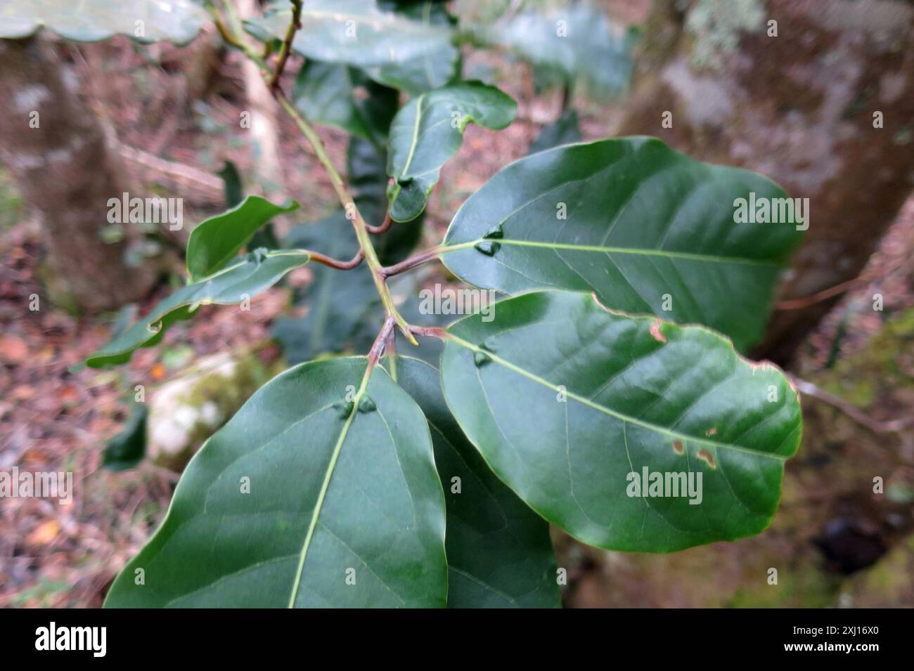 Stinkwood (Ocotea bullata) Plantae Stock Photo - Alamy