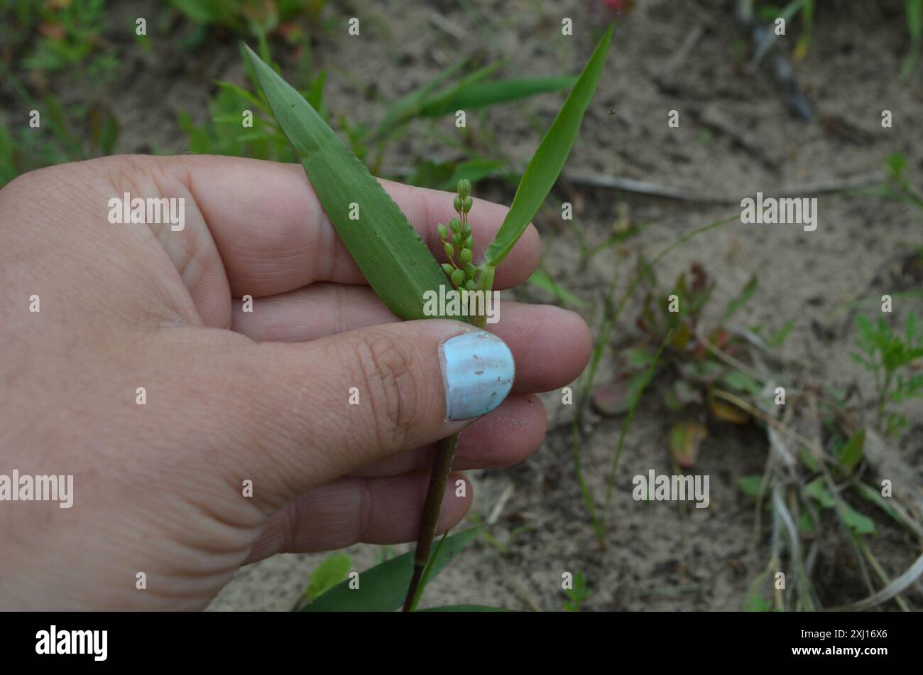 Scribner's Panicgrass (Dichanthelium scribnerianum) Plantae Stock Photo ...