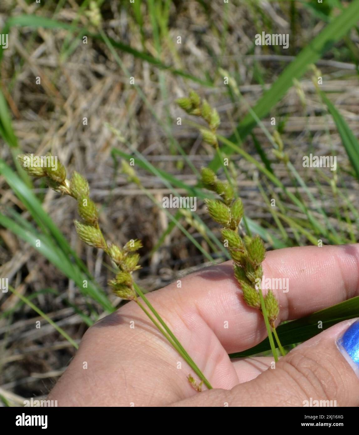 pointed broom sedge (Carex scoparia) Plantae Stock Photo - Alamy