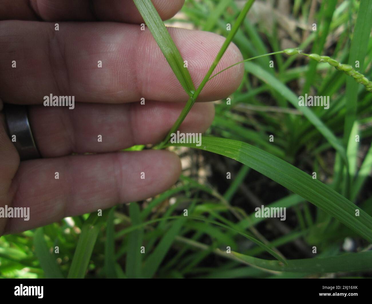 graceful sedge (Carex gracillima) Plantae Stock Photo - Alamy