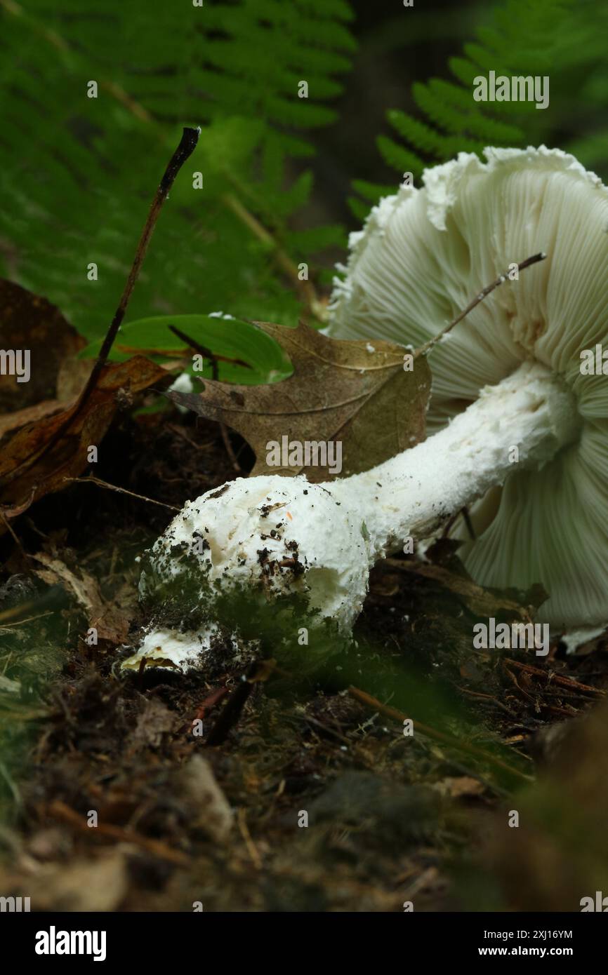 Amanita Sect. Lepidella (Lepidella) Fungi Stock Photo - Alamy