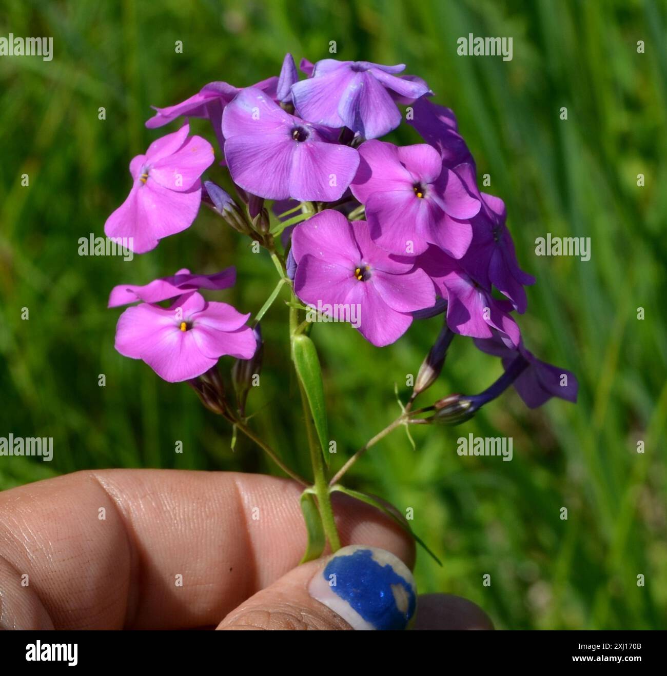 smooth phlox (Phlox glaberrima) Plantae Stock Photo - Alamy