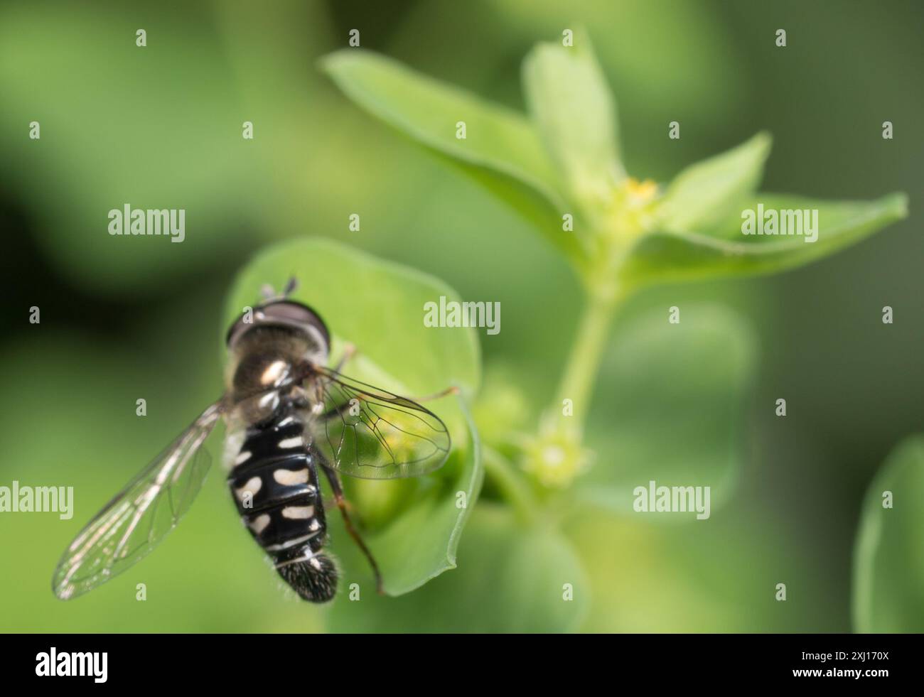 Large-tailed Aphideater (Eupeodes volucris) Insecta Stock Photo - Alamy