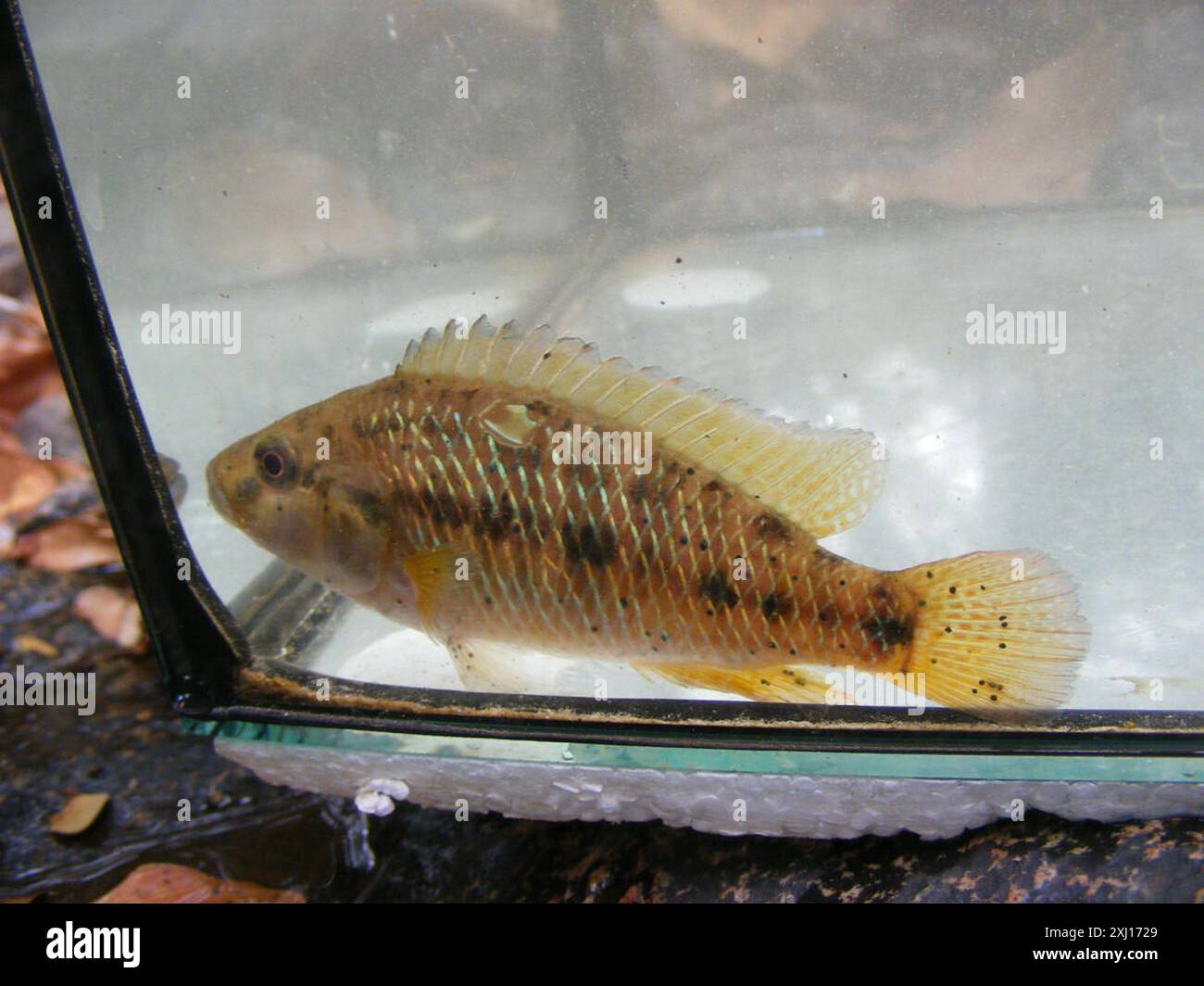 Southern Mouthbrooder (Pseudocrenilabrus philander) Actinopterygii ...