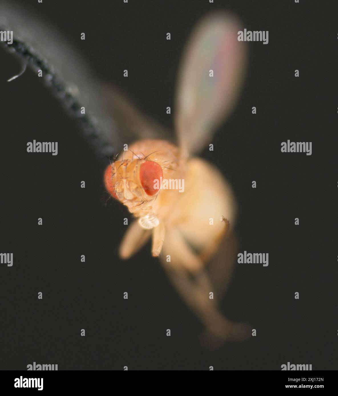 Common Fruit Fly (Drosophila melanogaster) Insecta Stock Photo - Alamy