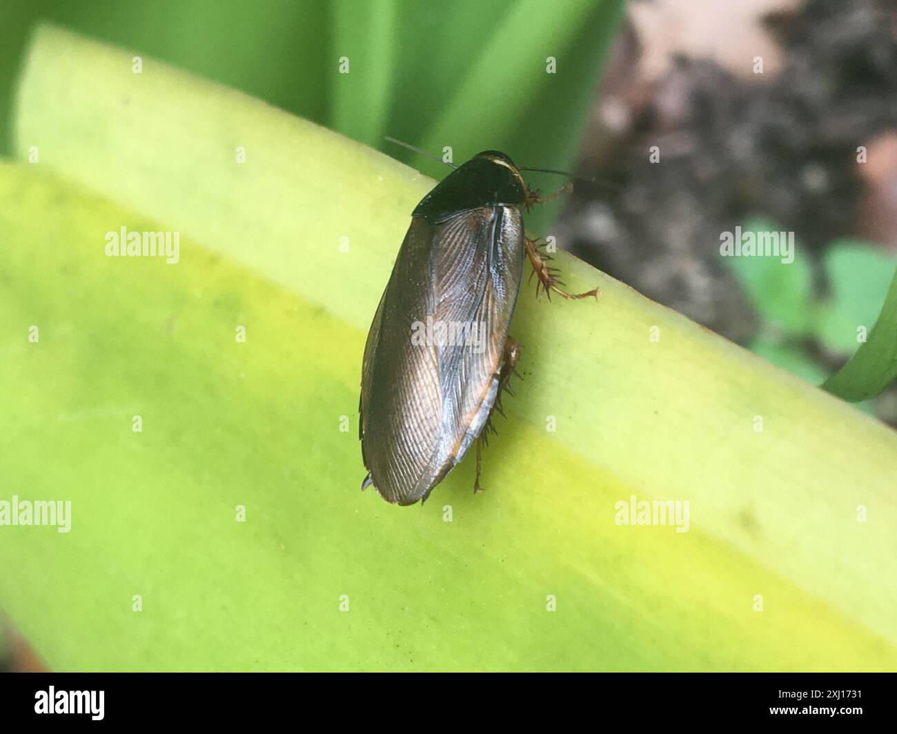Surinam cockroach hi-res stock photography and images - Alamy