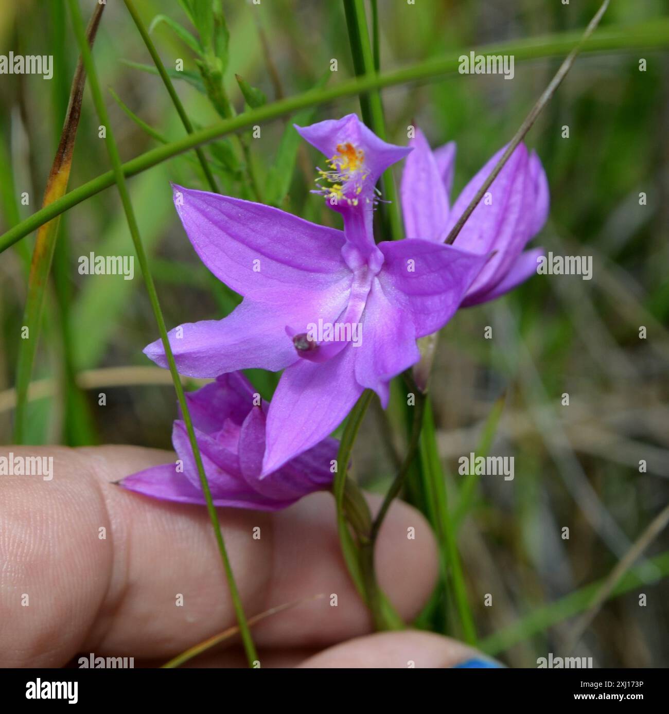 Tuberous Grasspink (Calopogon tuberosus) Plantae Stock Photo - Alamy
