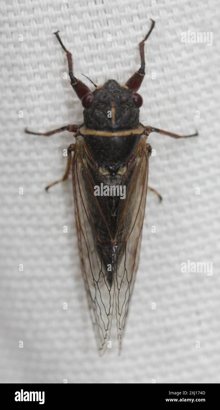 Salmonfly Cicada (Platypedia areolata) Insecta Stock Photo - Alamy