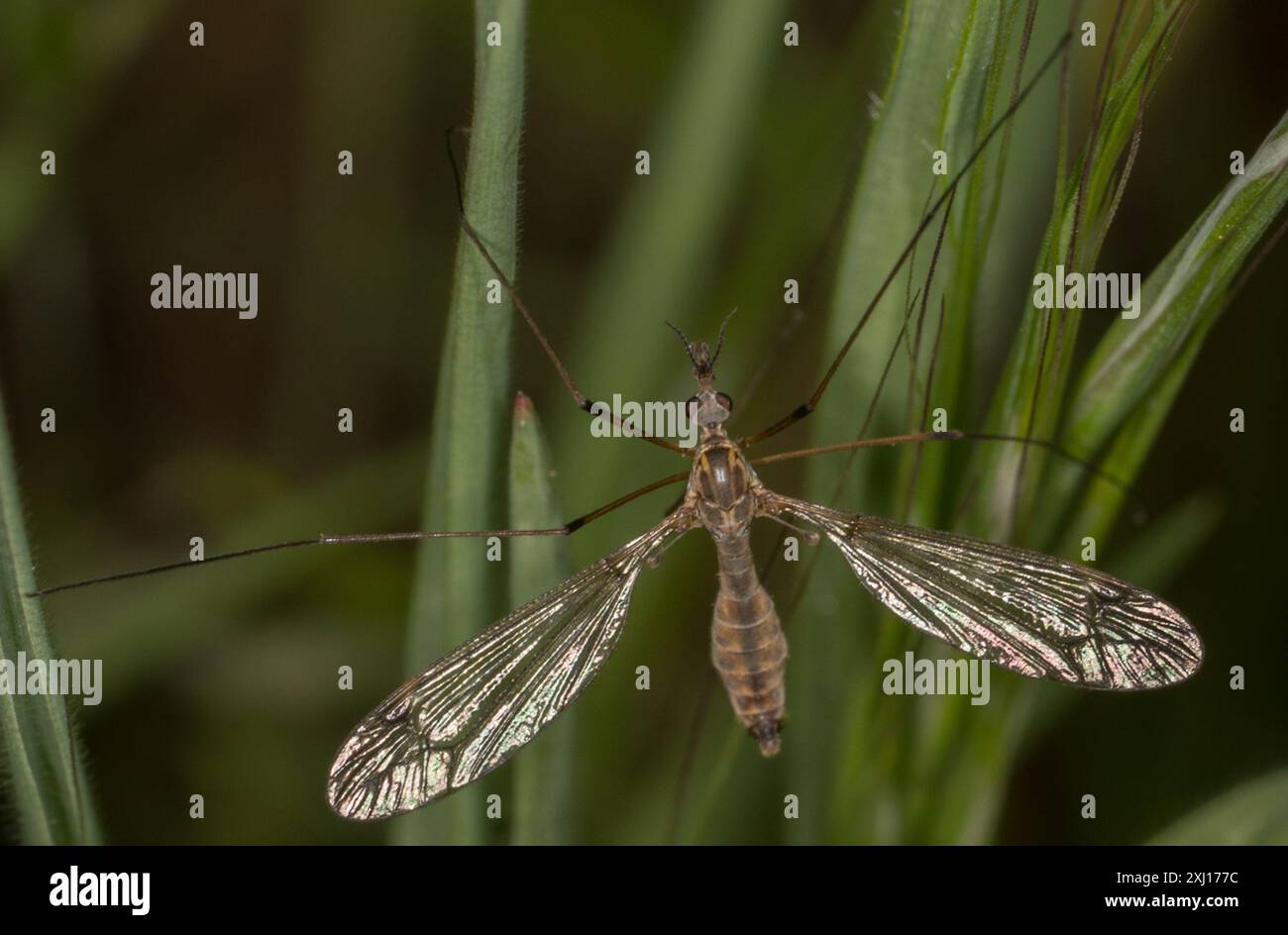 Large Crane Flies (Tipulidae) Insecta Stock Photo - Alamy