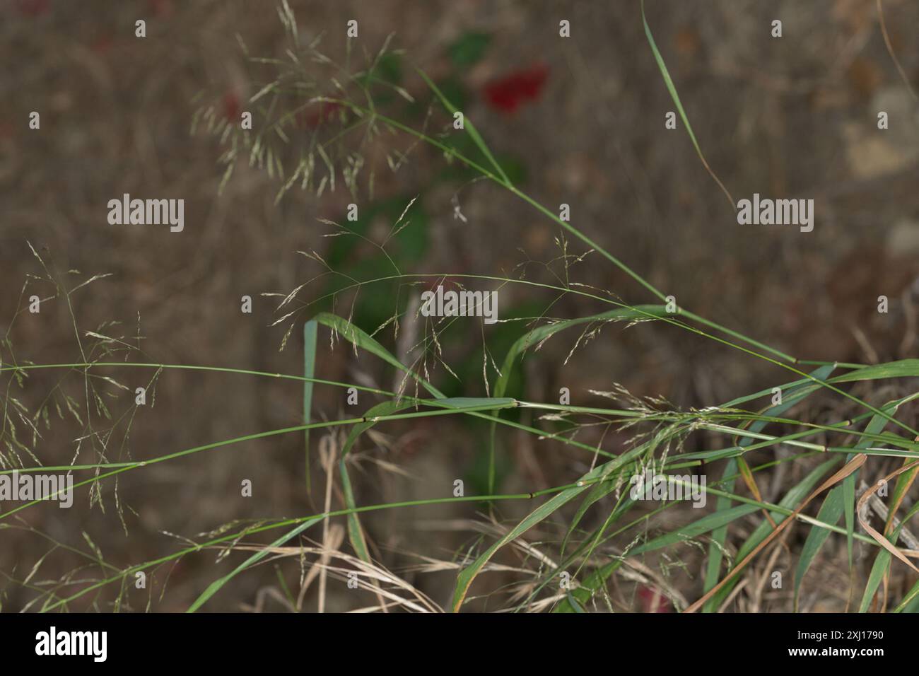 Smilo Grass (Oloptum miliaceum) Plantae Stock Photo - Alamy