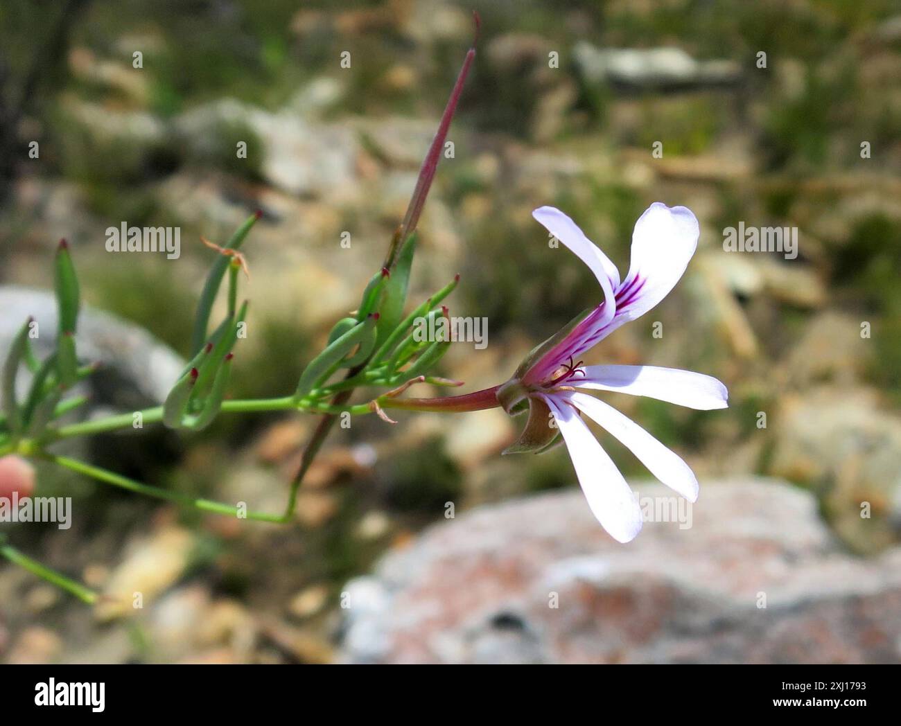 Incised Spearleaf Storksbill (Pelargonium laevigatum laevigatum ...