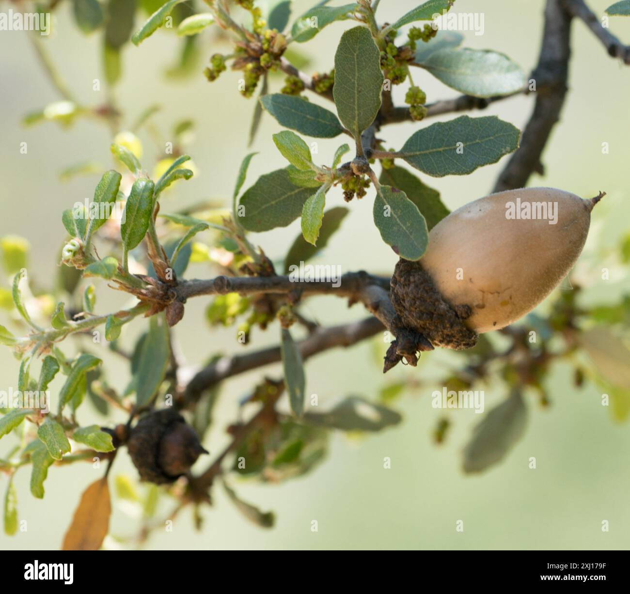 oaks (Quercus) Plantae Stock Photo - Alamy
