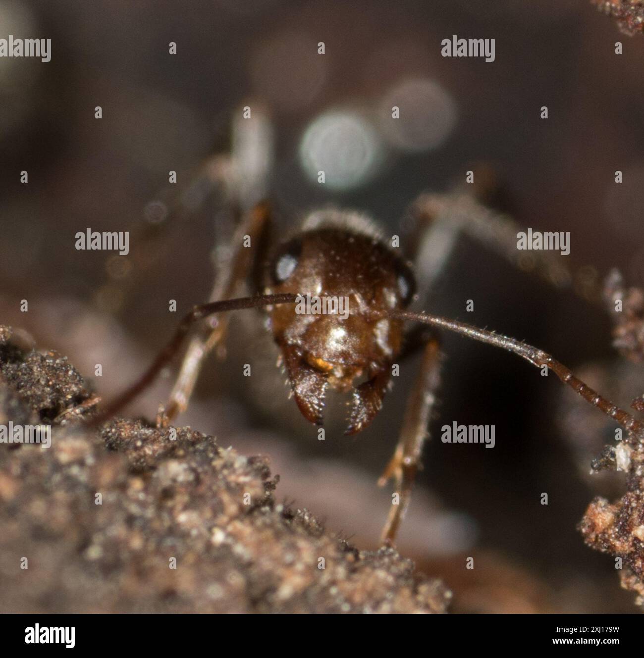 fusca-group Field Ants and Allies (Formica fusca) Insecta Stock Photo ...
