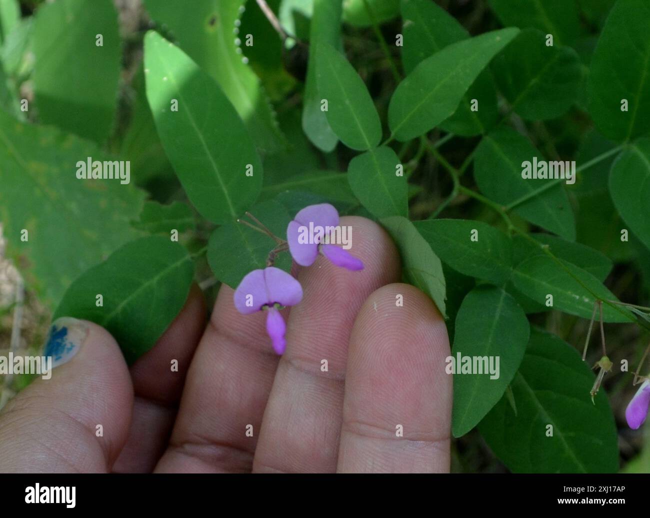 panicled ticktrefoil (Desmodium paniculatum) Plantae Stock Photo - Alamy