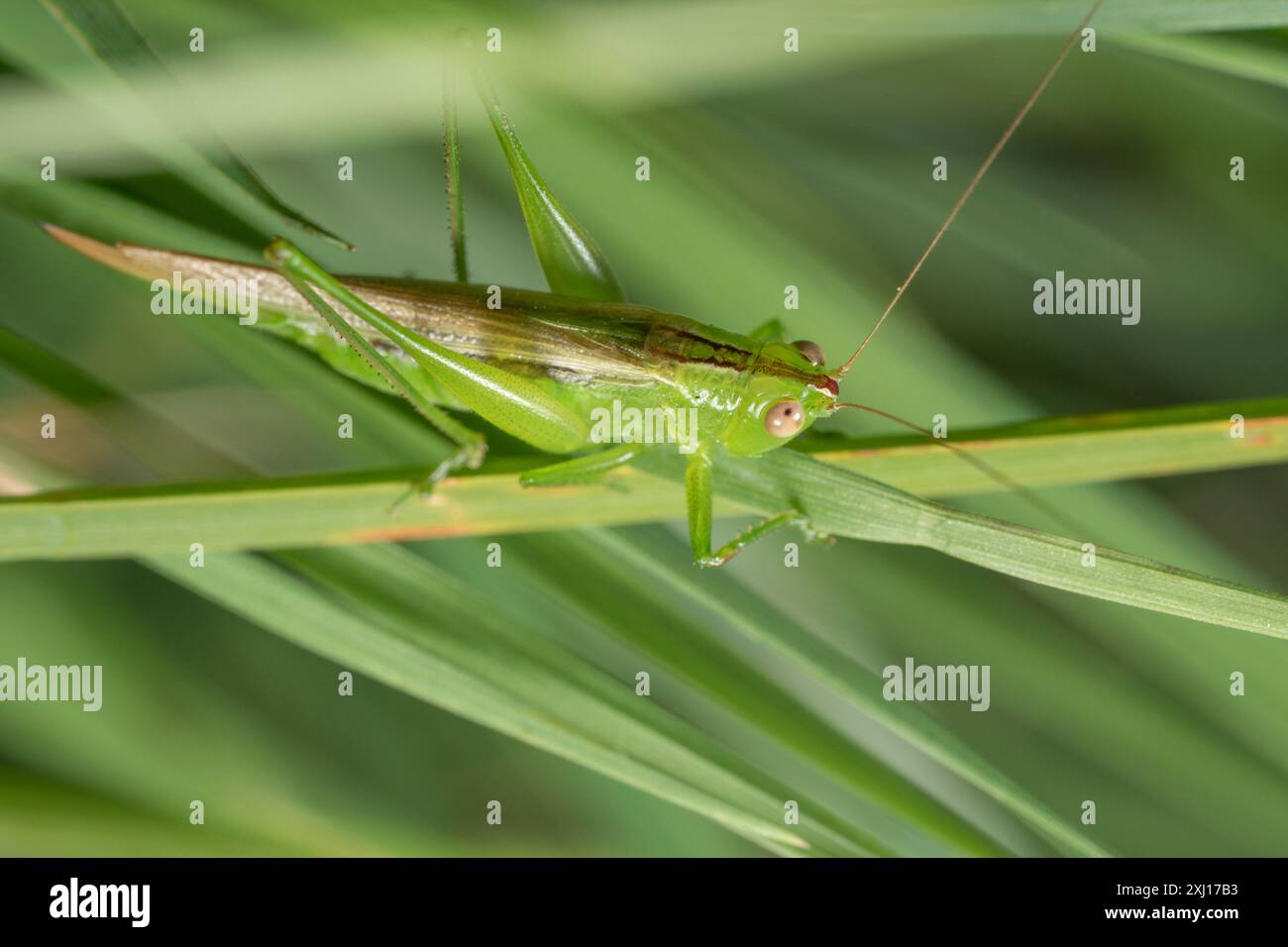 Slender Meadow Katydid (Conocephalus fasciatus) Insecta Stock Photo - Alamy