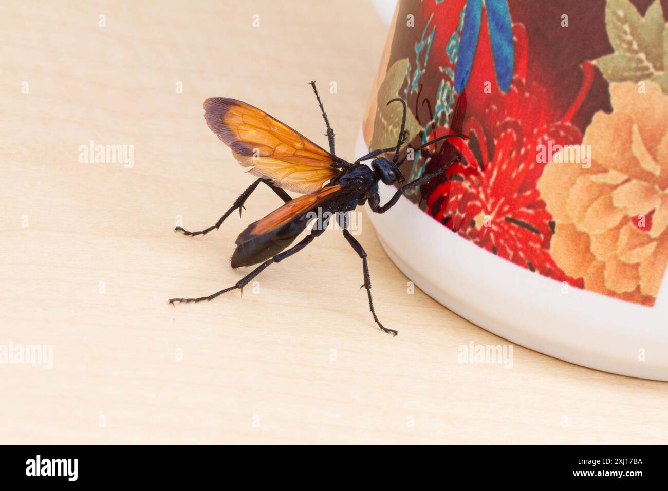 New World Tarantula-hawk Wasps (Pepsis) Insecta Stock Photo - Alamy